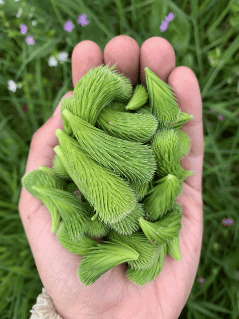 Stories + Teachings – The Feast House